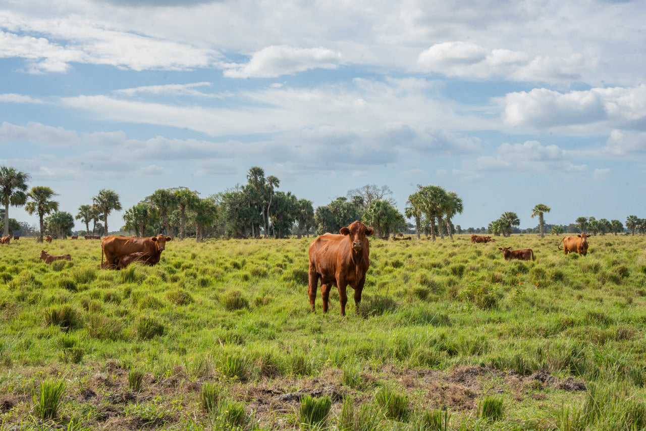 Adams Ranch Natural Beef