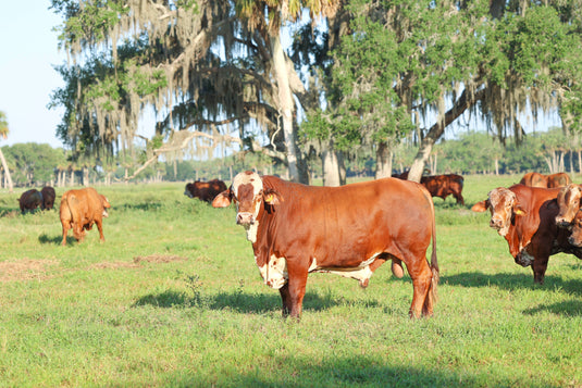 Our Cattle – Adams Ranch Natural Beef