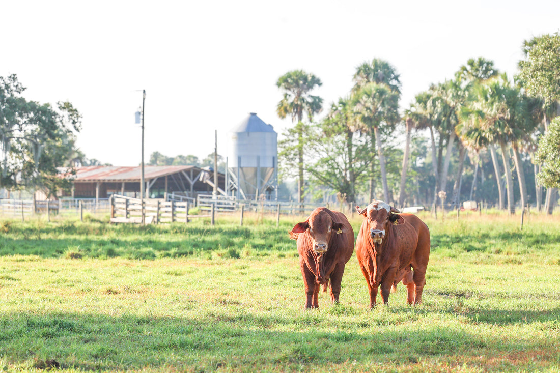Our Cattle – Adams Ranch Natural Beef