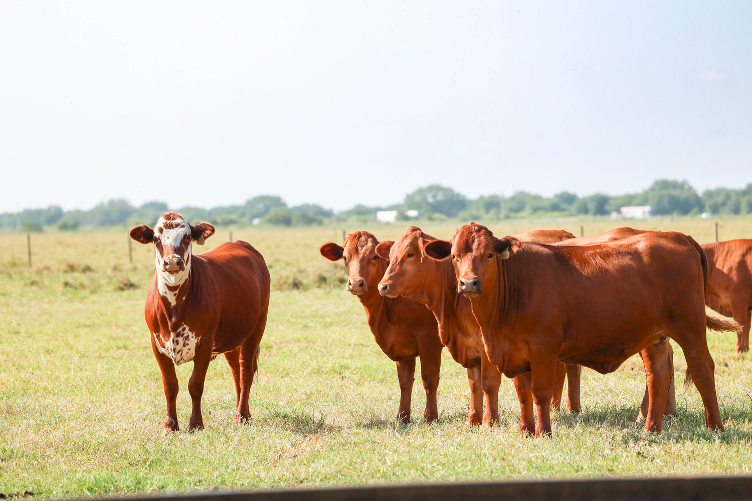 Contact – Adams Ranch Natural Beef