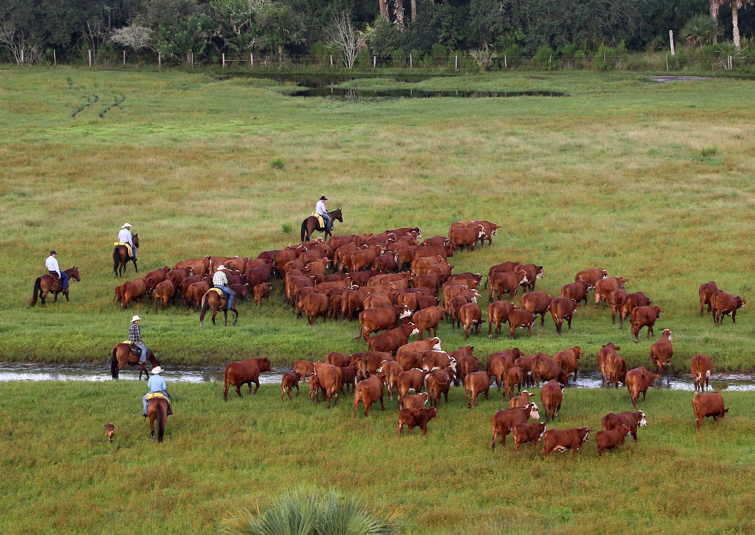 Adams Ranch Natural Beef