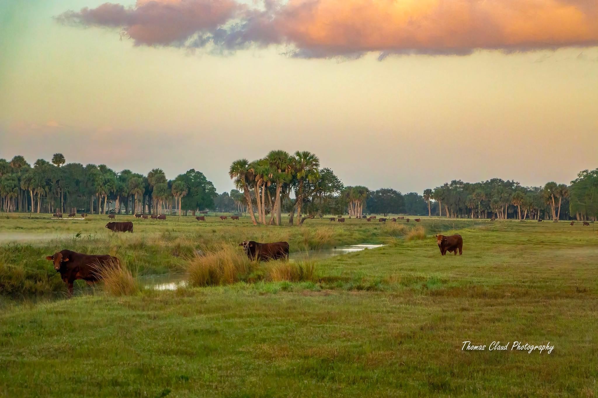Adams Ranch Natural Beef
