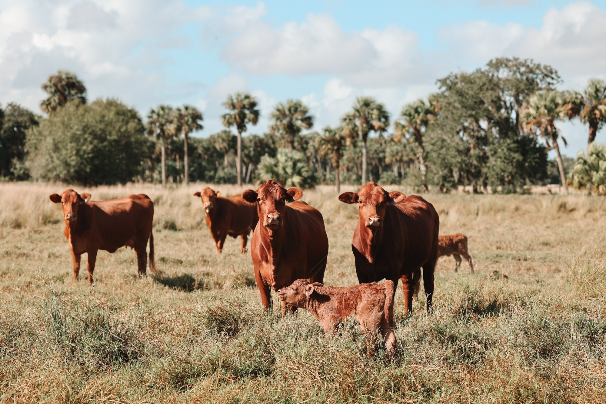 Adams Ranch Natural Beef