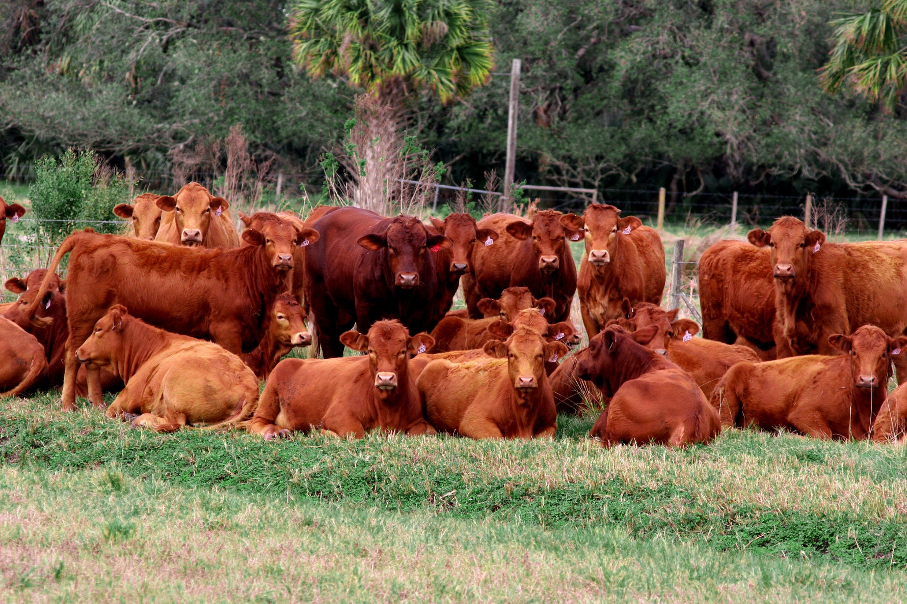Adams Ranch Natural Beef
