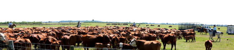 Adams Ranch Natural Beef